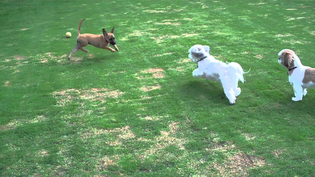 dogs playing chase master - YouTube