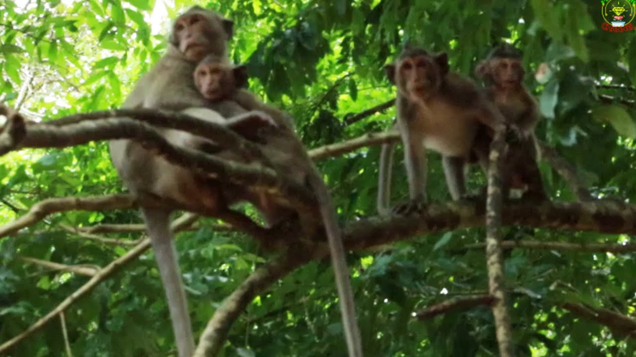 Monkey Rey Like Young monkey on May25,2022/U-Share Mk647.M I A G - YouTube