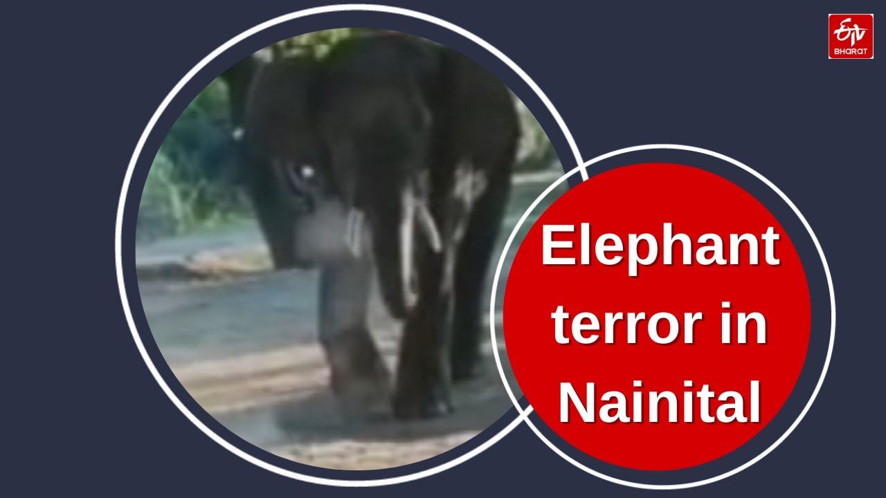 Elephant terror terrifies people in Nainital | ETV Bharat - YouTube