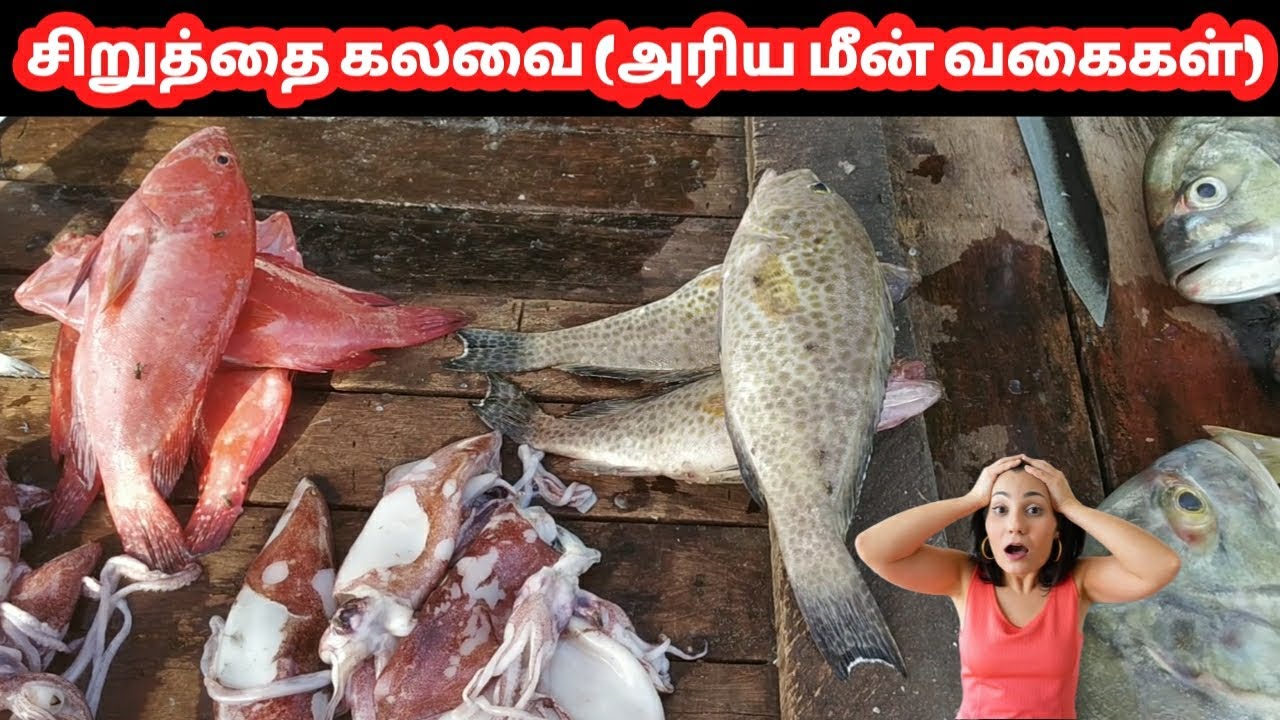 (Cheetah fish) காண கிடைக்காத அரிய வகை மீன்களின் விலை பட்டியல்! Today ...