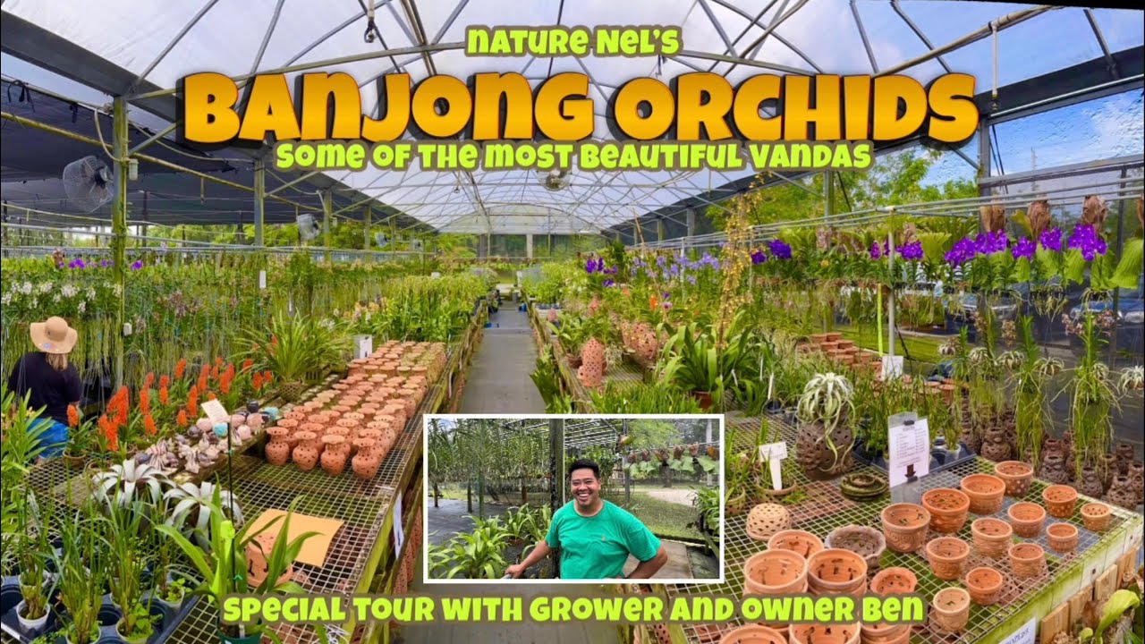 Extraordinary Vanda orchids at one of Florida’s top orchid nursery in ...