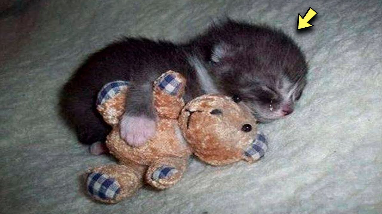 A little cat turned into a big cat within one year and surprised the ...