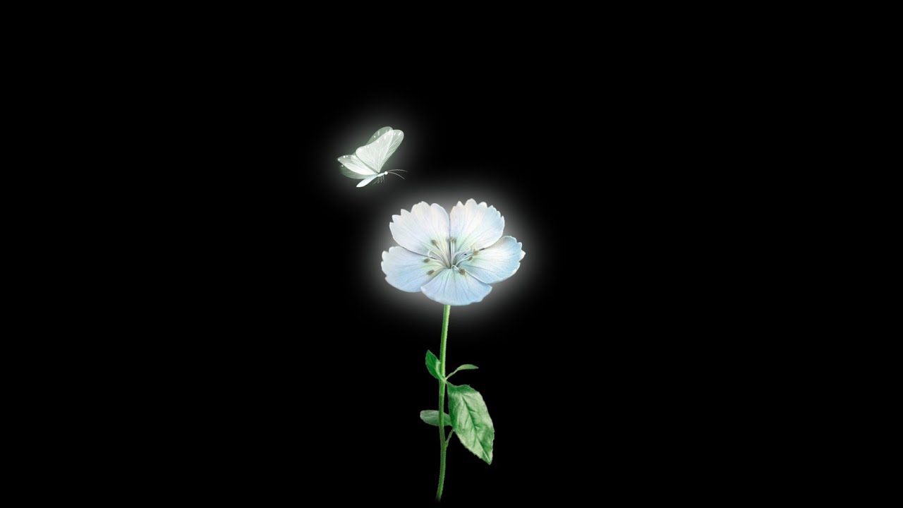 White flower effect black screen | black screen flower effect | flower ...