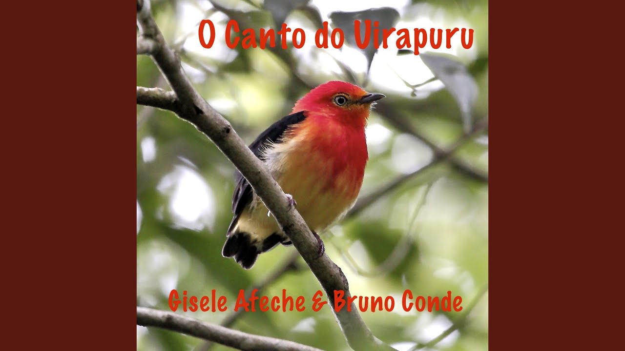 O Canto do Uirapuru - YouTube