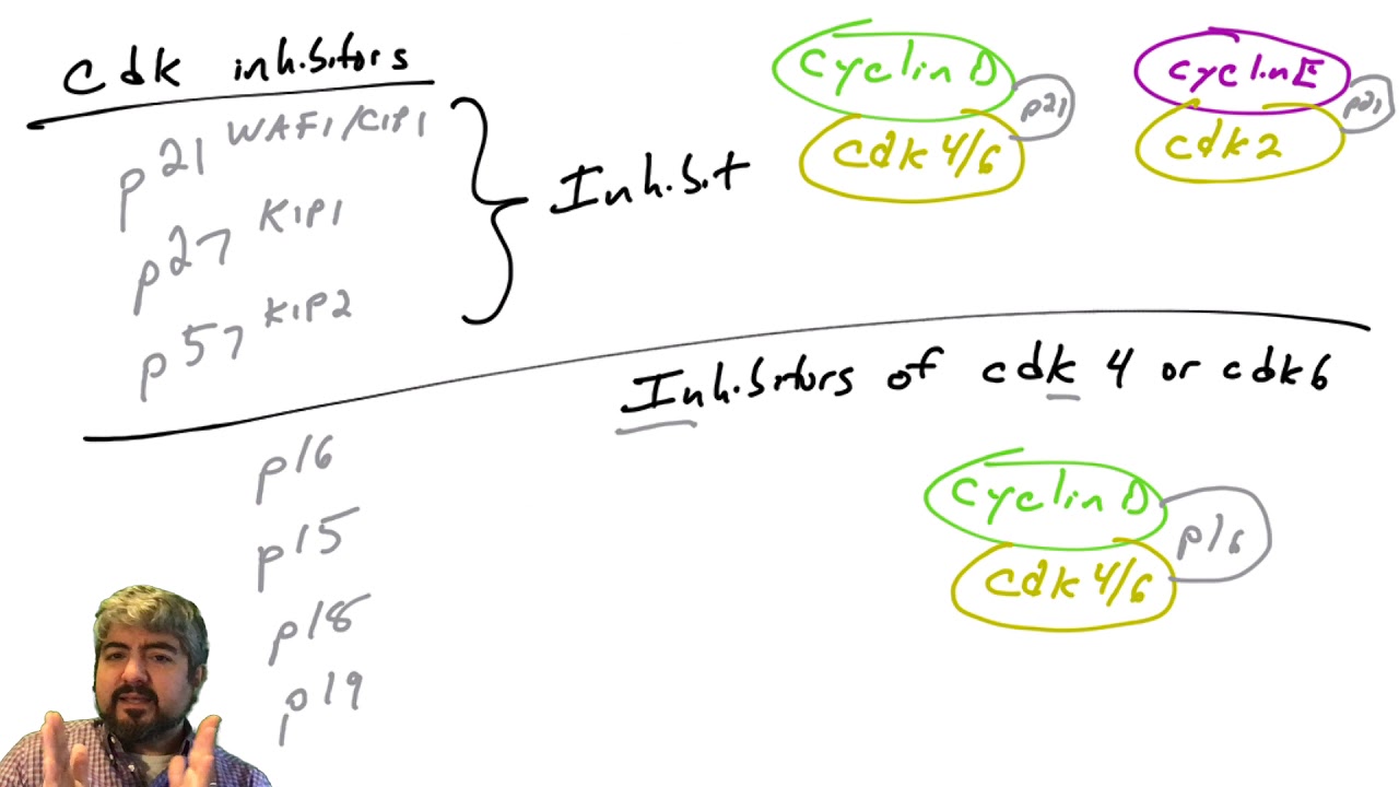Cell cycle regulation, part 5: Cdk Inhibitors - YouTube