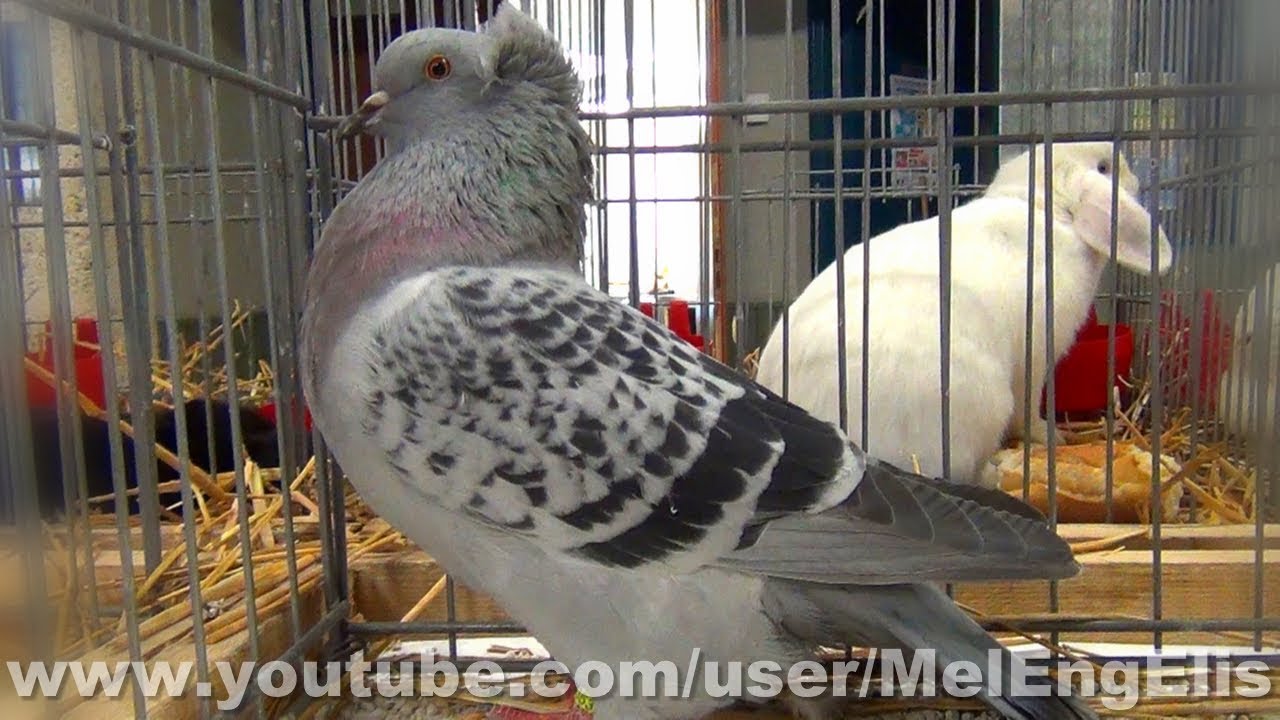 Huppé de Soultz Bleu Écaillé - Crested Soultz - Soultzer Haube - YouTube