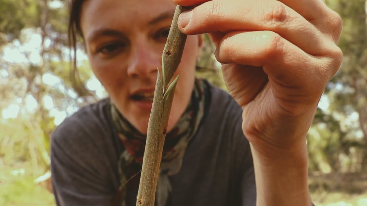 Introducción a los Injertos - Qué es, Para Qué Injertar, Tipos ...