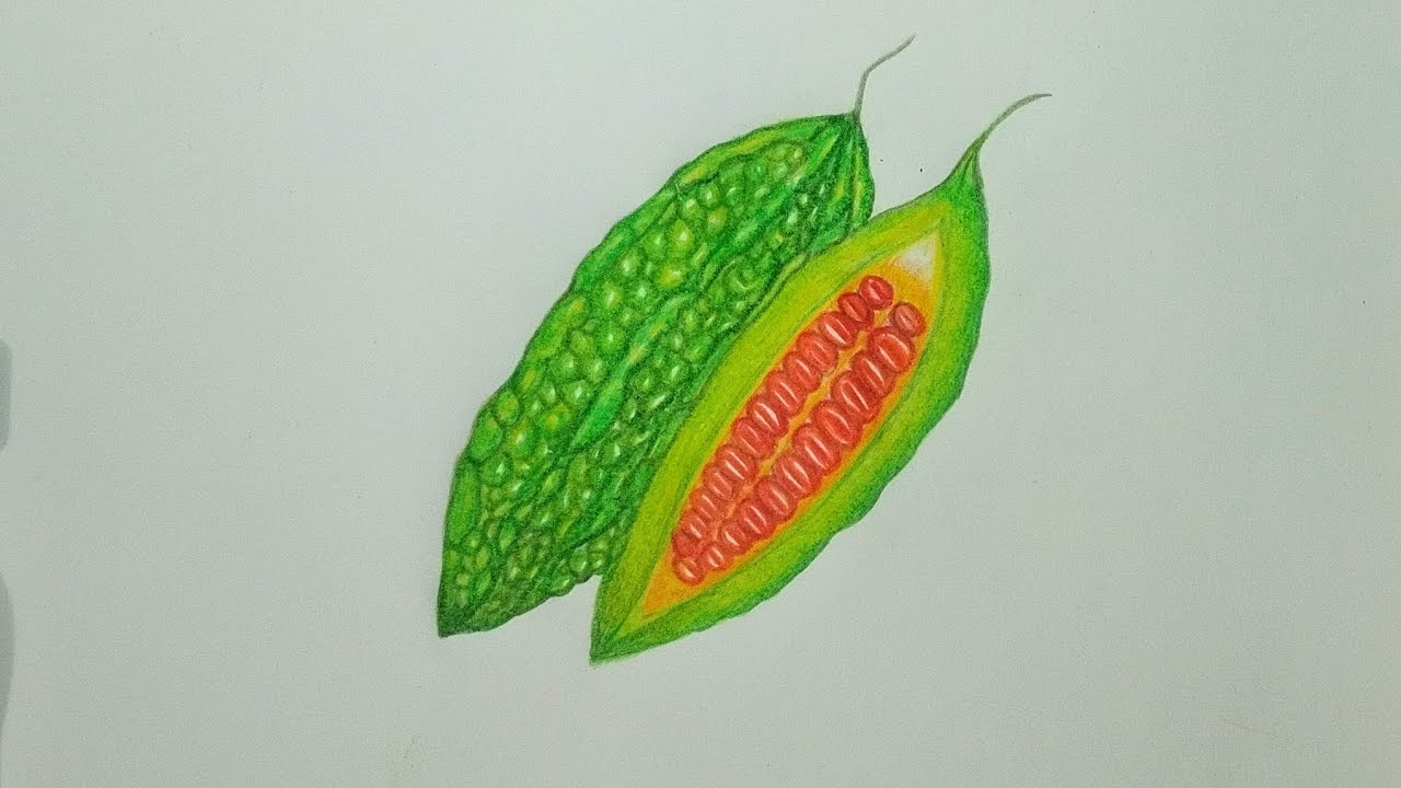 How to draw realistic bitter gourd drawing with colour pencil ...