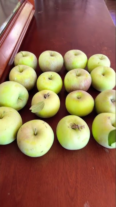 Delicious Apples 🍎 🍏 🍎 From My Garden Youtube