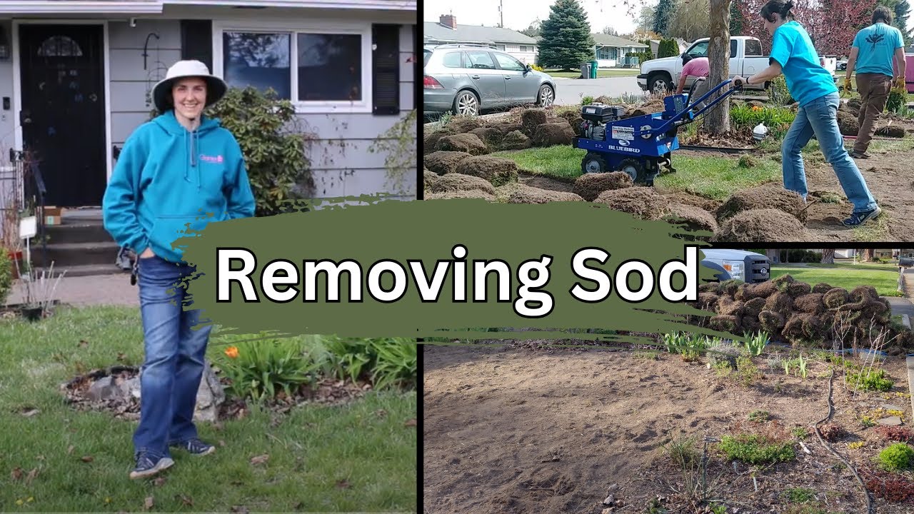 Removing Sod! How to cut out sod, tips to save on costs and plant a ...