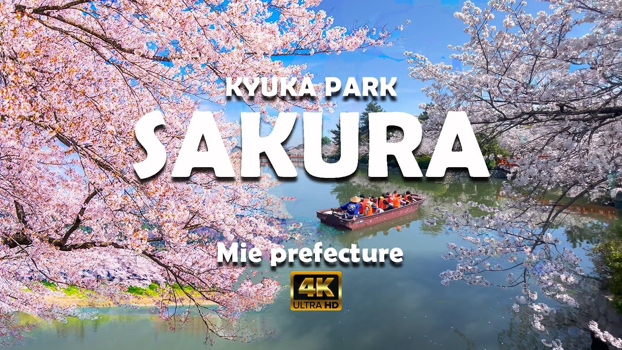 2024 Japan Cherry Blossoms - Kyuka Park Sakura - 4K HDR Relaxation - YouTube