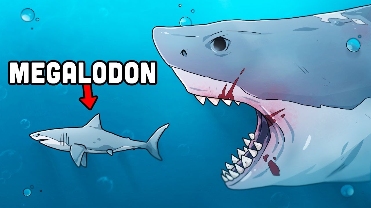 Why Megalodons Were Afraid Of This Creature - YouTube