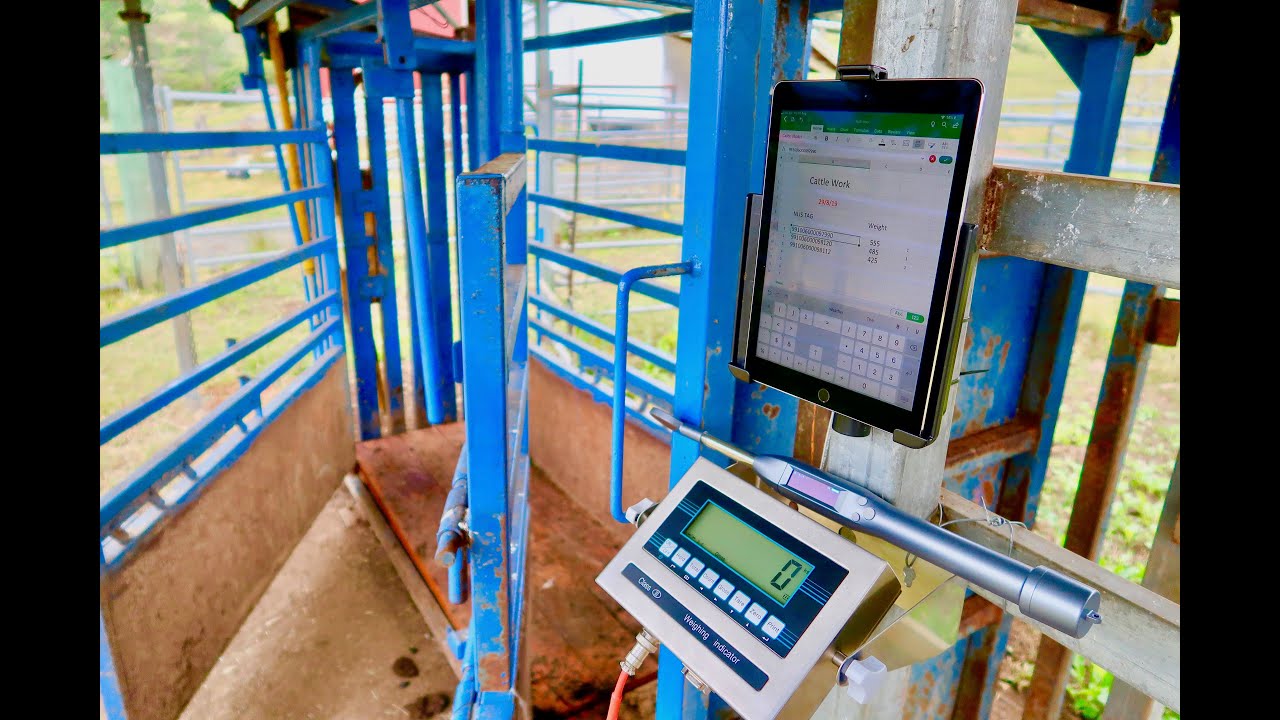 AgriEid Cattle Scales - Build your own Platform and Install in less ...
