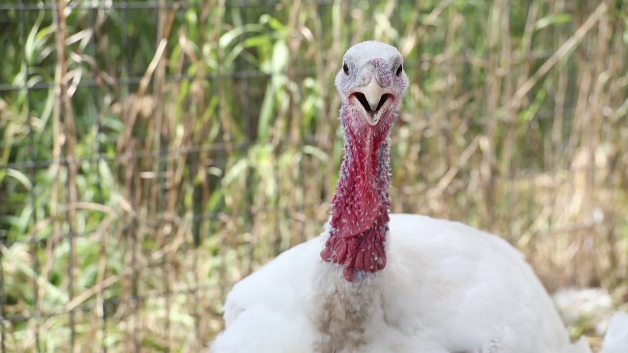 Domestic turkeys going free-range - YouTube