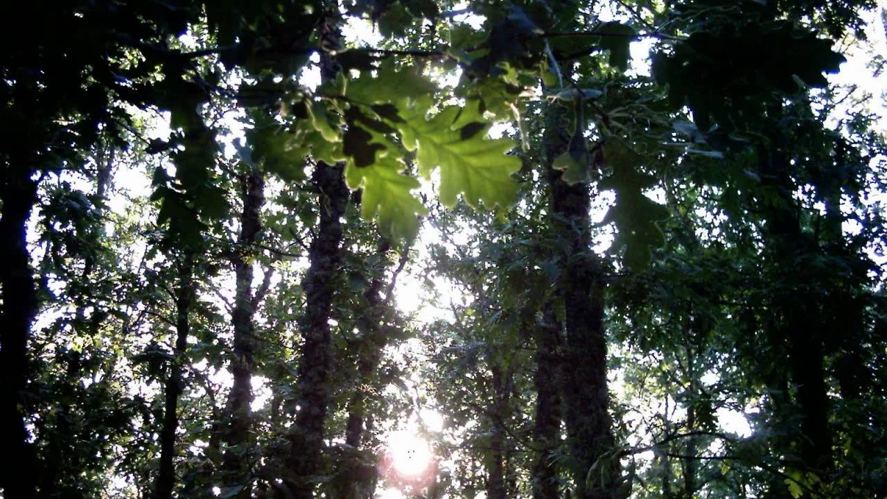 Beating Trees - YouTube