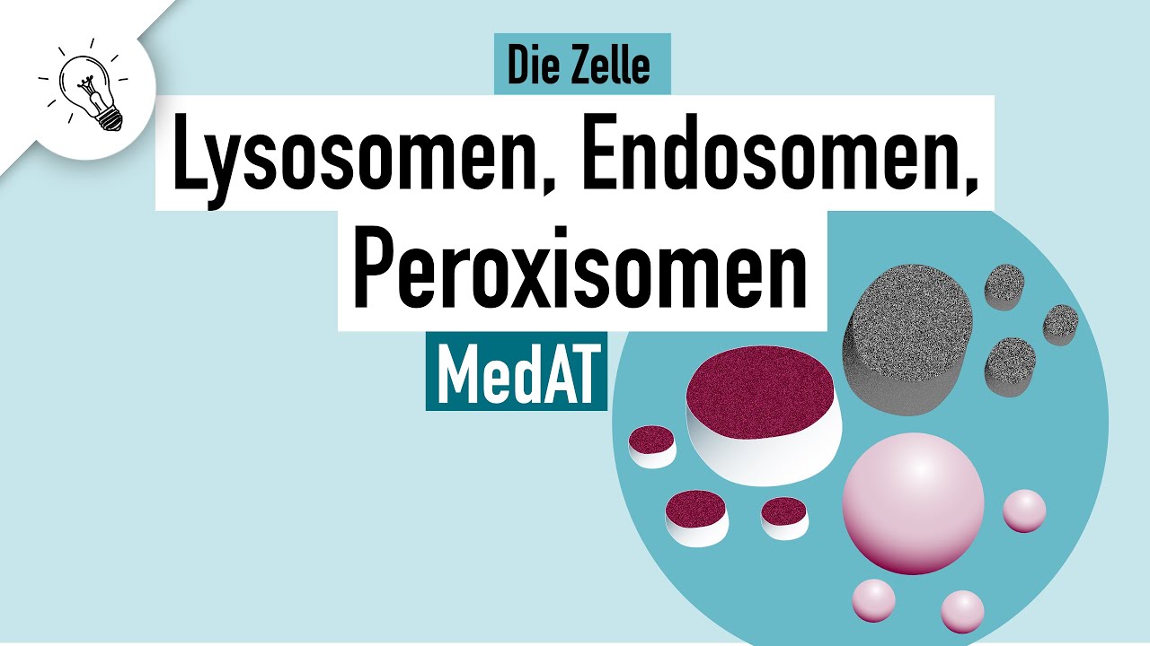 Lysosomen, Endosomen, Peroxisomen | Aufbau & Funktion | MedAT ...