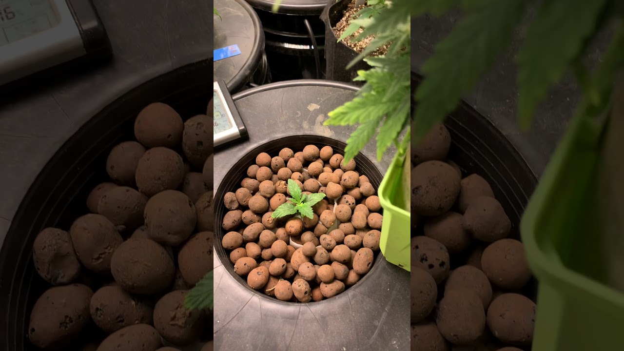 3x3 update and Russian ruderalis project - YouTube