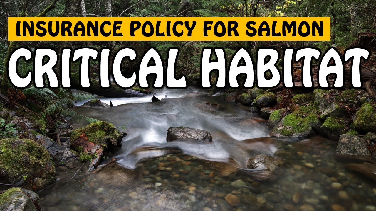 Buying Insurance Policy for Our Salmon - Restoring Critical Habitat ...