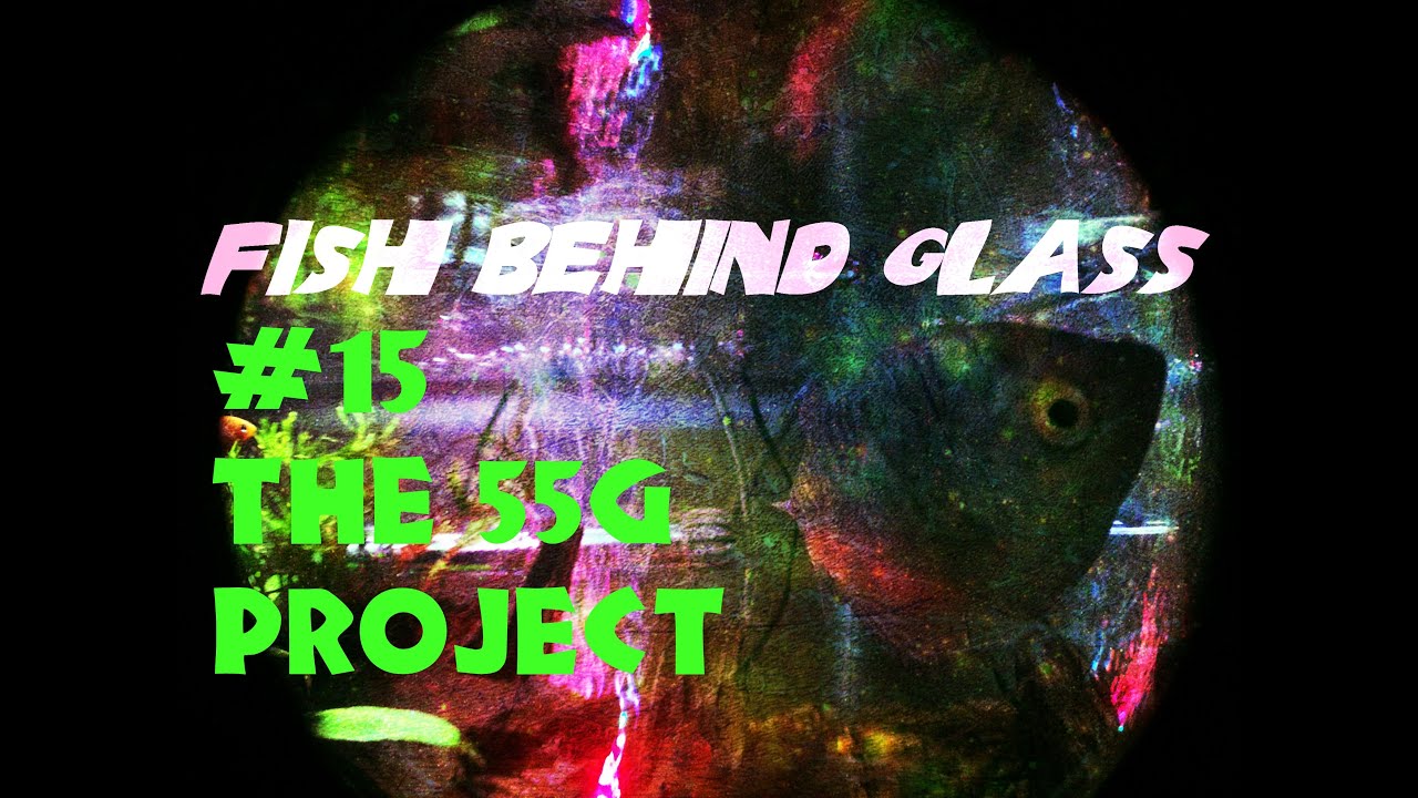 Fish Behind Glass Ep. 15- "The 55g Project" - YouTube