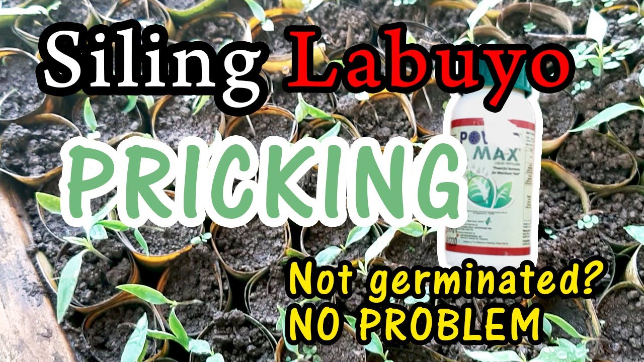 Pricking Technique | Siling Labuyo (14 days) | Punan ang mga lukong na ...