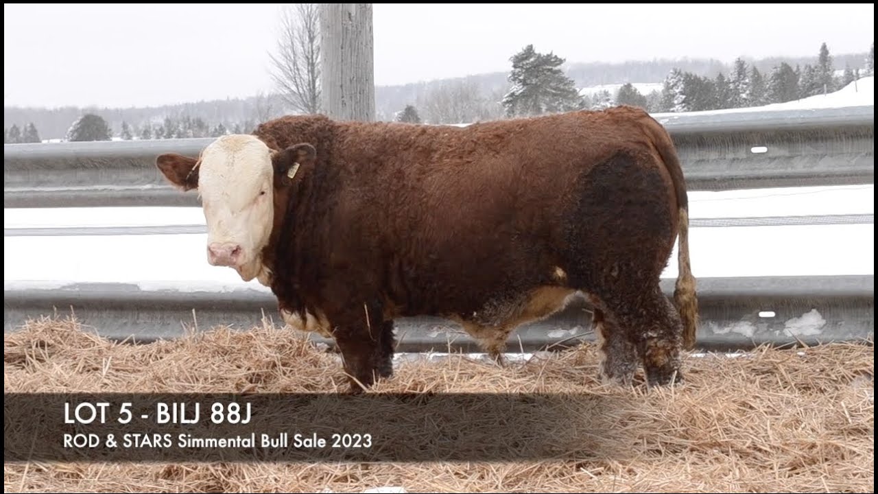 LOT 5 - BILJ POL JAMESON 88J - YouTube
