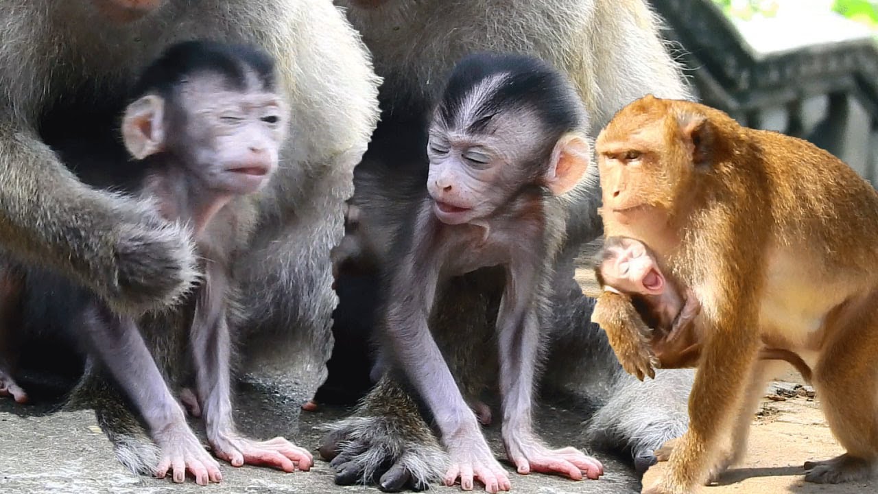 Small baby monkey is d/izzy because mother monkey does not give milk ...