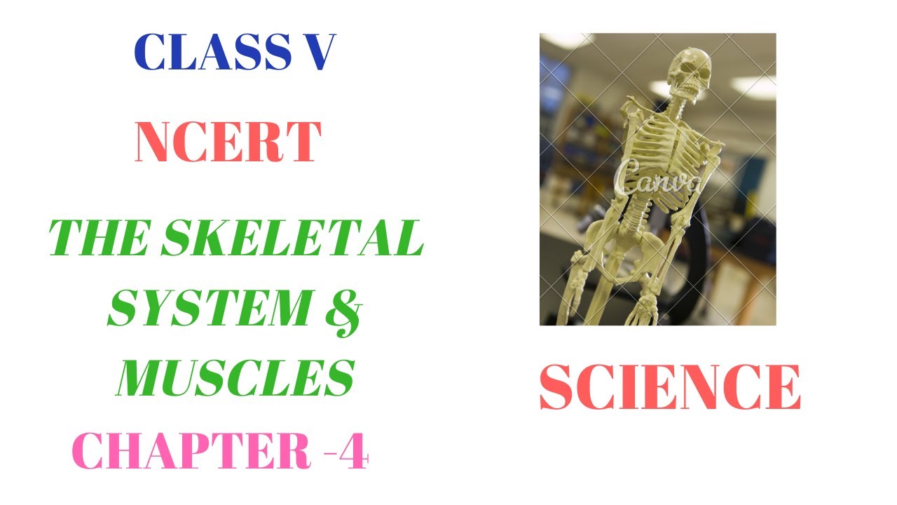 class-5-ncert-science-chapter-4-the-skeletal-system-muscles