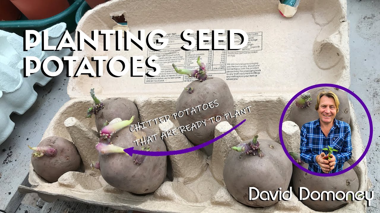 How To Plant Seed Potatoes Youtube