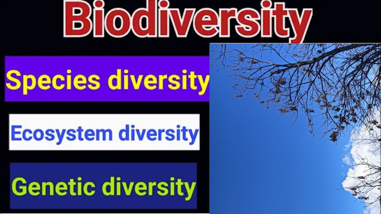 Class 12 Biology NCERT Biodiversity- Genetic,Speciesand Ecological ...