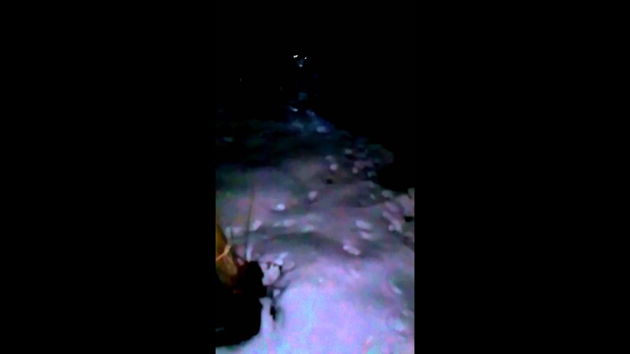 Skunk yelling in the night - YouTube