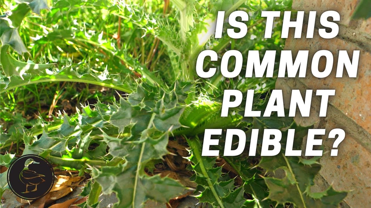 How To Harvest, Prepare, and EAT Wild Thistle! - YouTube