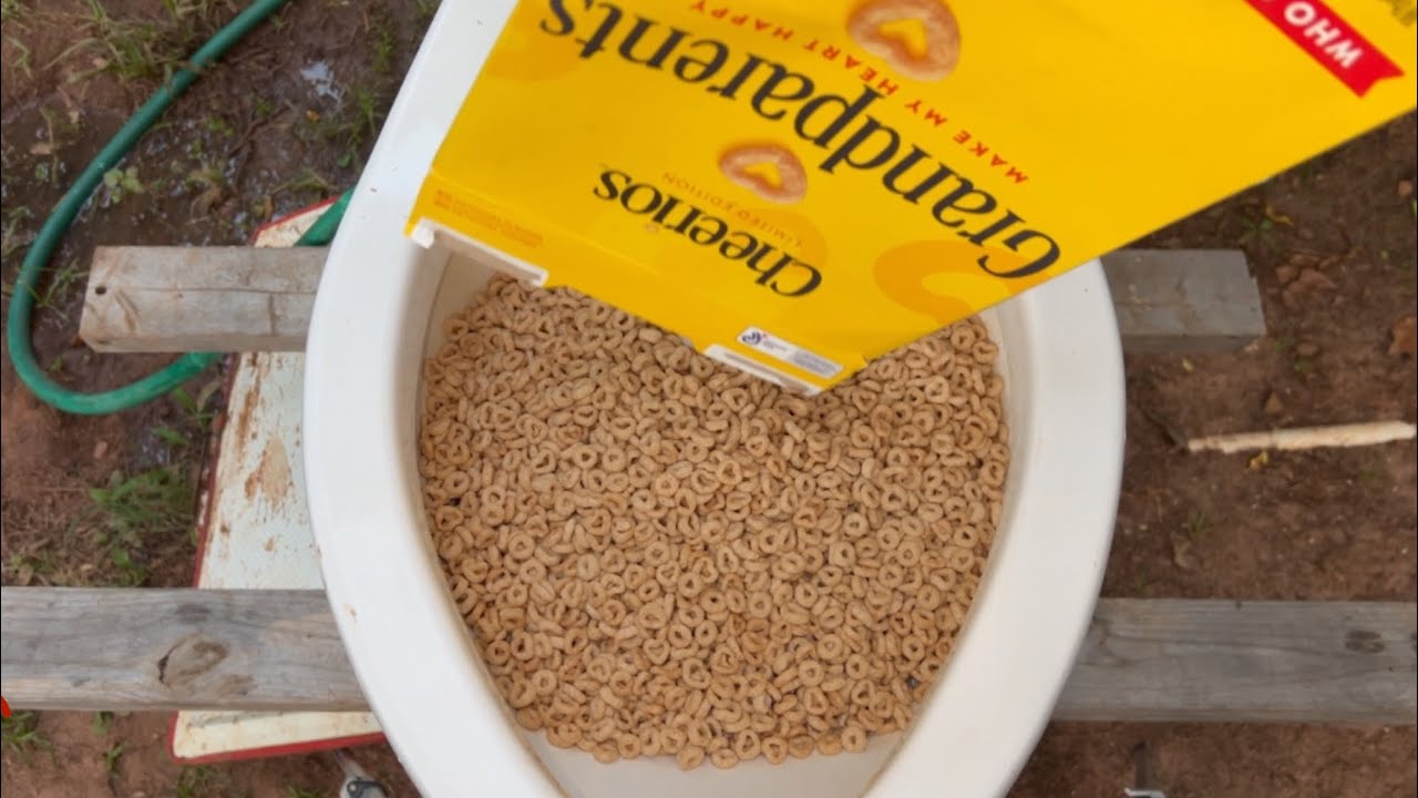 flushing cheerios - YouTube