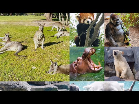 Animals #   Toronto zoo🐼🐻🐵🦍🦧🦌🦒🐐🦥🦏
