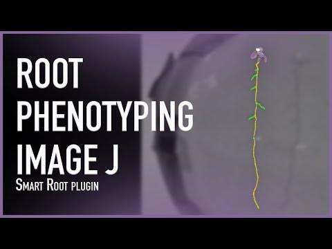 Phenotyping ImageJ plugin SmartRoot: measuring roots - YouTube