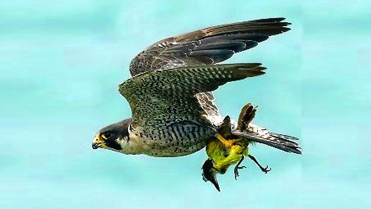 The Fastest Bird in the World! You Won't Believe the Peregrine Falcon's ...