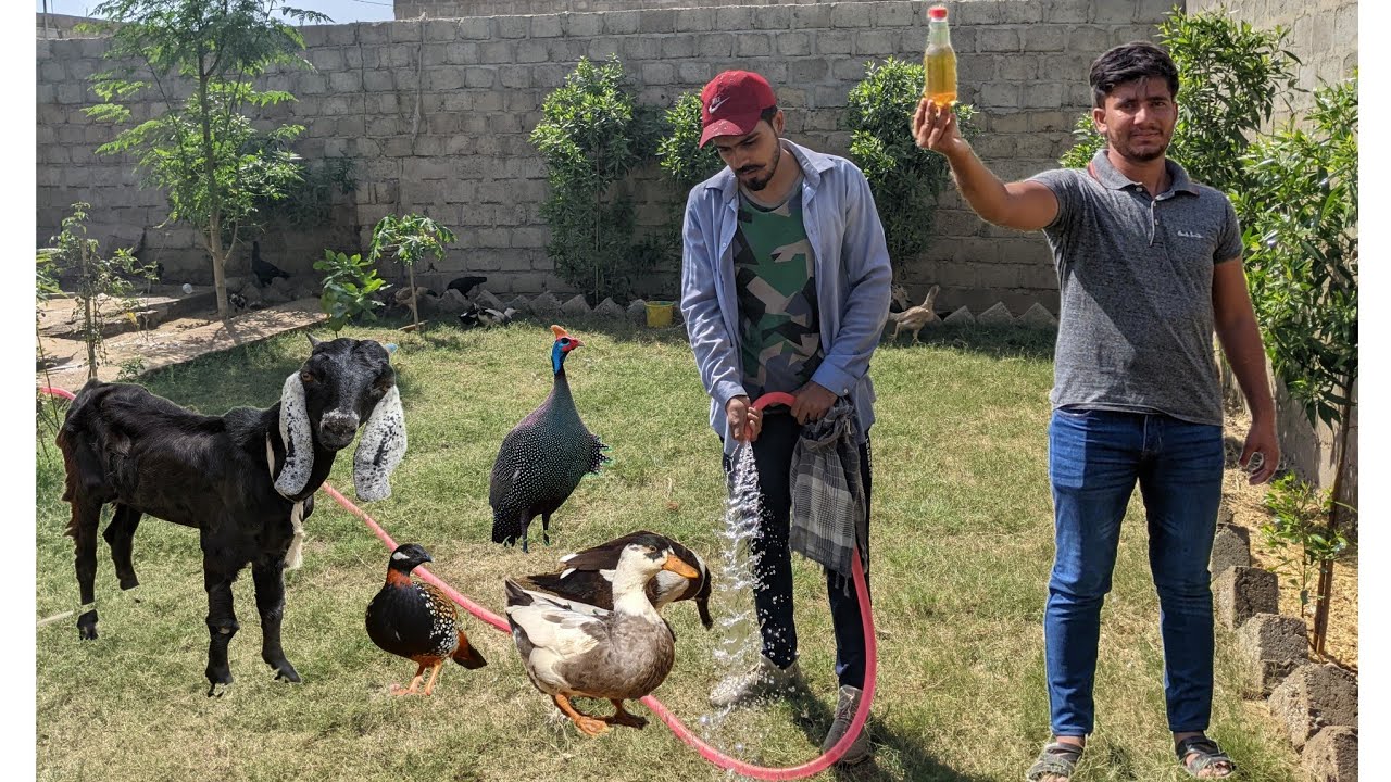 Kbooter KY chicks kee lraee? | mini farm pr Pani Aya | Birds nahaye ...