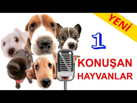 Konuşan Hayvanlar 1 / En Komik Kedi Videoları