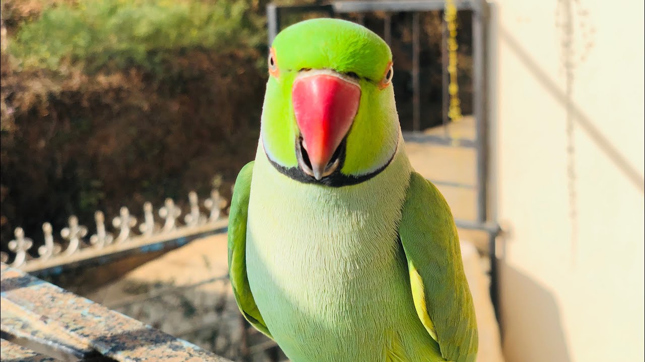 Nepali Talking Parrot 🦜 - YouTube