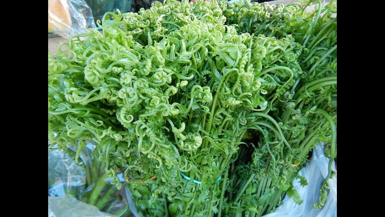 Fiddlehead fern or pako (Diplazium esculentum) Wild Edible👌🌲🍄🌼👍🌱😀 - YouTube