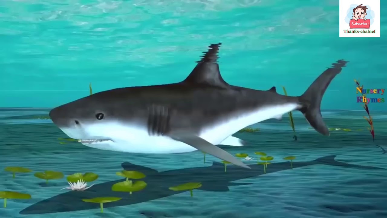 Giant super huge fish - YouTube