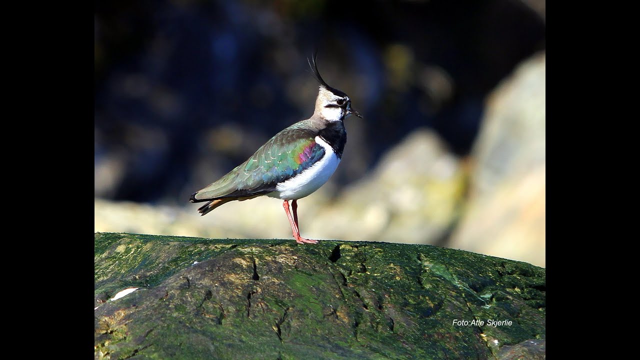 VIBE en nydelig fugl. - YouTube