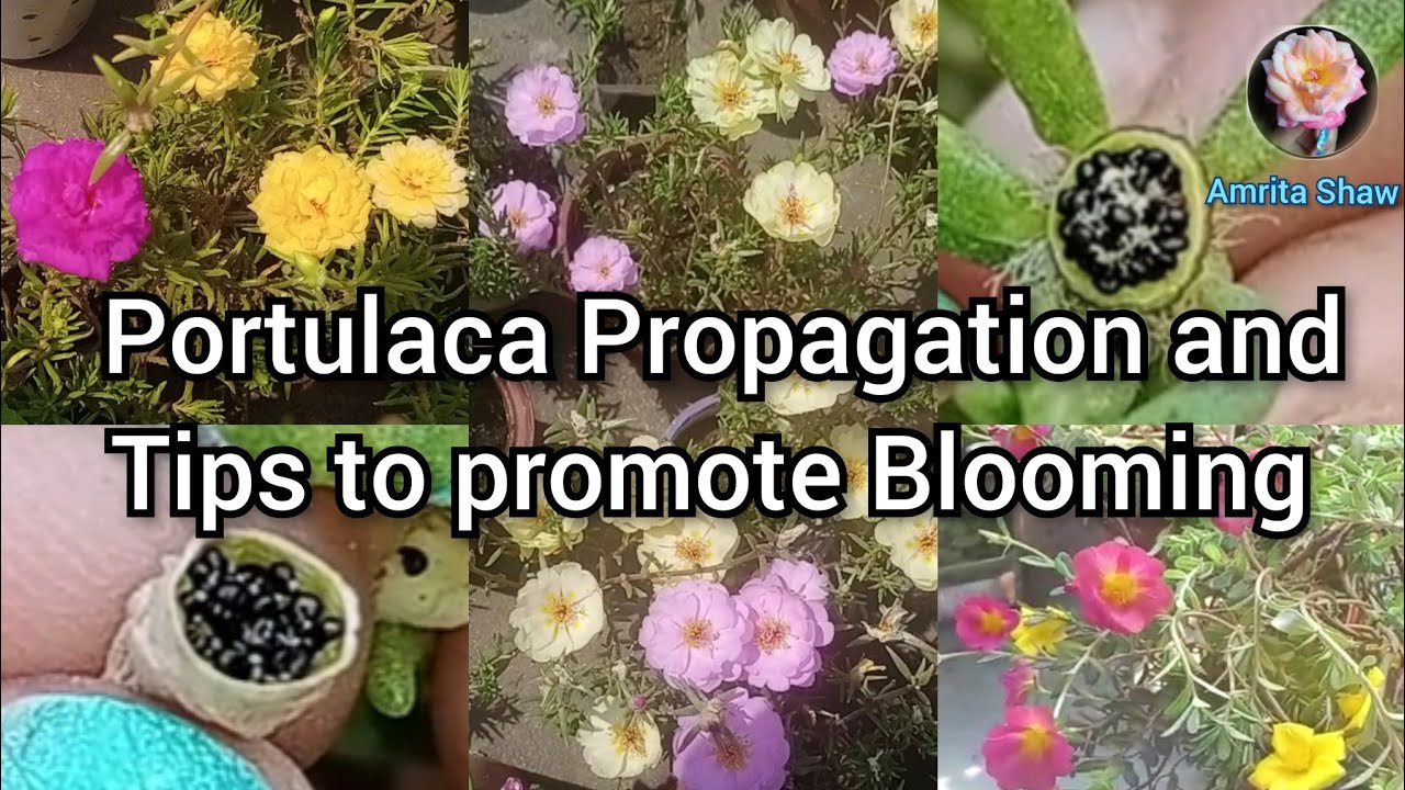 Portulaca Propagation and tips to jumpstart blooming #amritashaw # ...