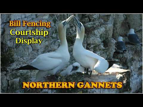 Northern Gannets Bill-fencing Courtship Ritual and Throaty Call in Beautiful Sunlight 💗