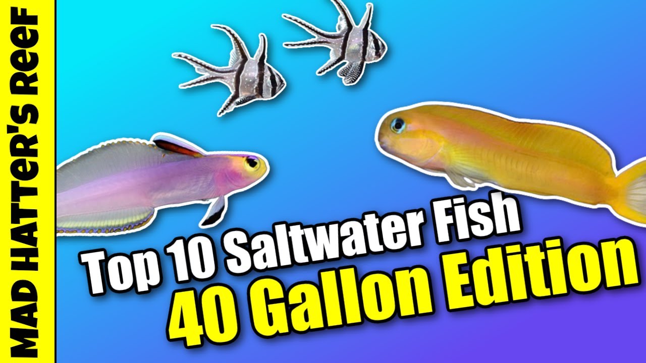 Top 10 Saltwater Fish For a 40 Gallon Aquarium - YouTube