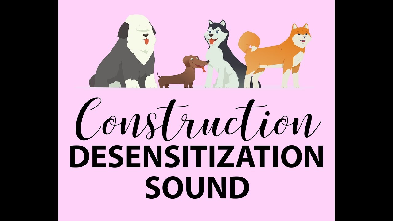 Dog Desensitization Puppy Socialization Construction Noise and Sound ...