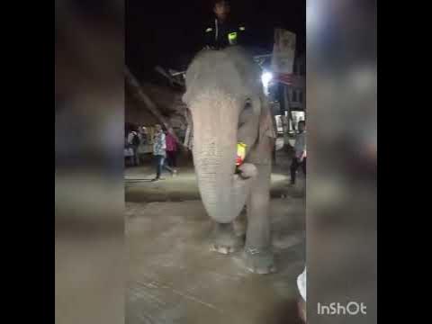 বিশাল হাতি আস্ত নুডলসের প্যাকেট খেয়ে নিলো!! giant elephant eating ...