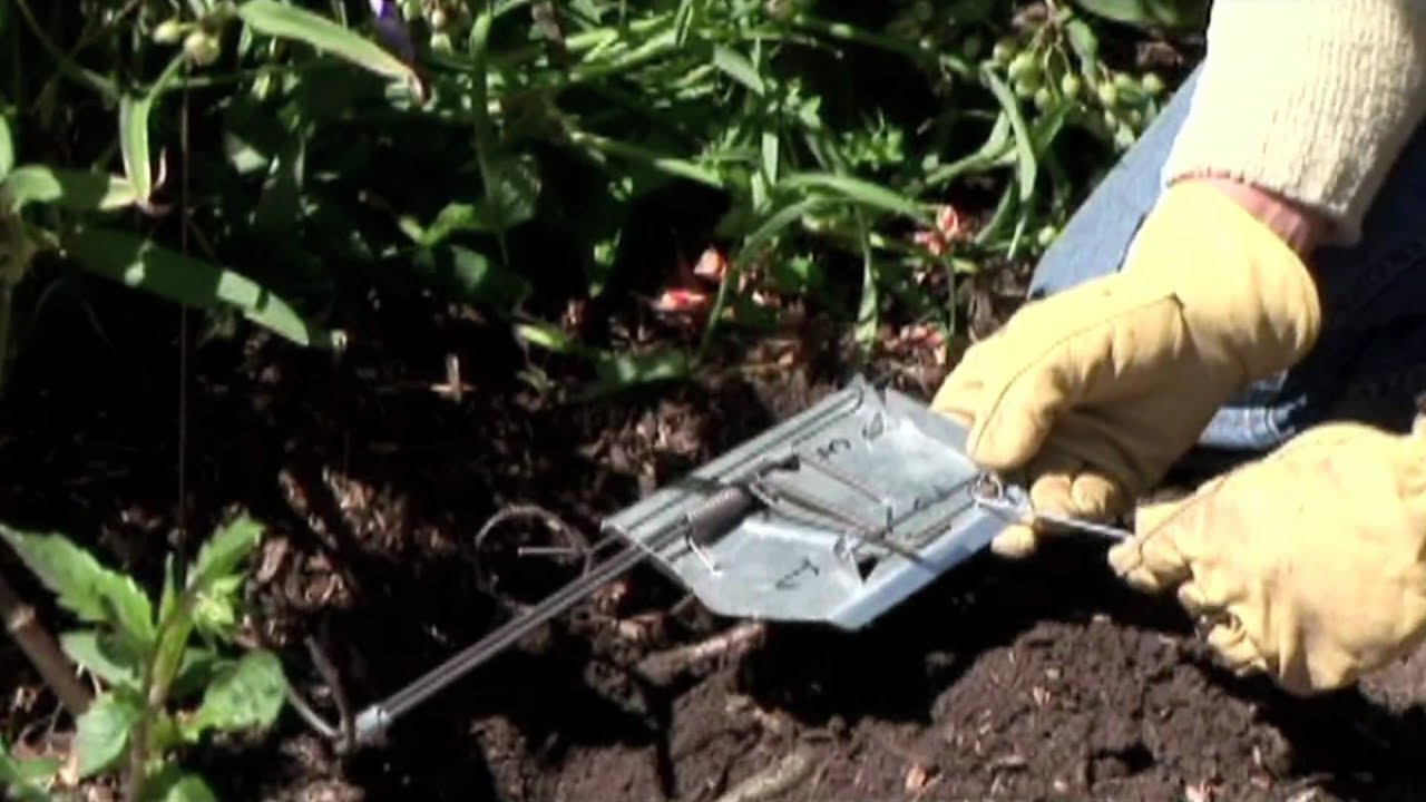 How to and tips for setting the trap for maximum success - YouTube