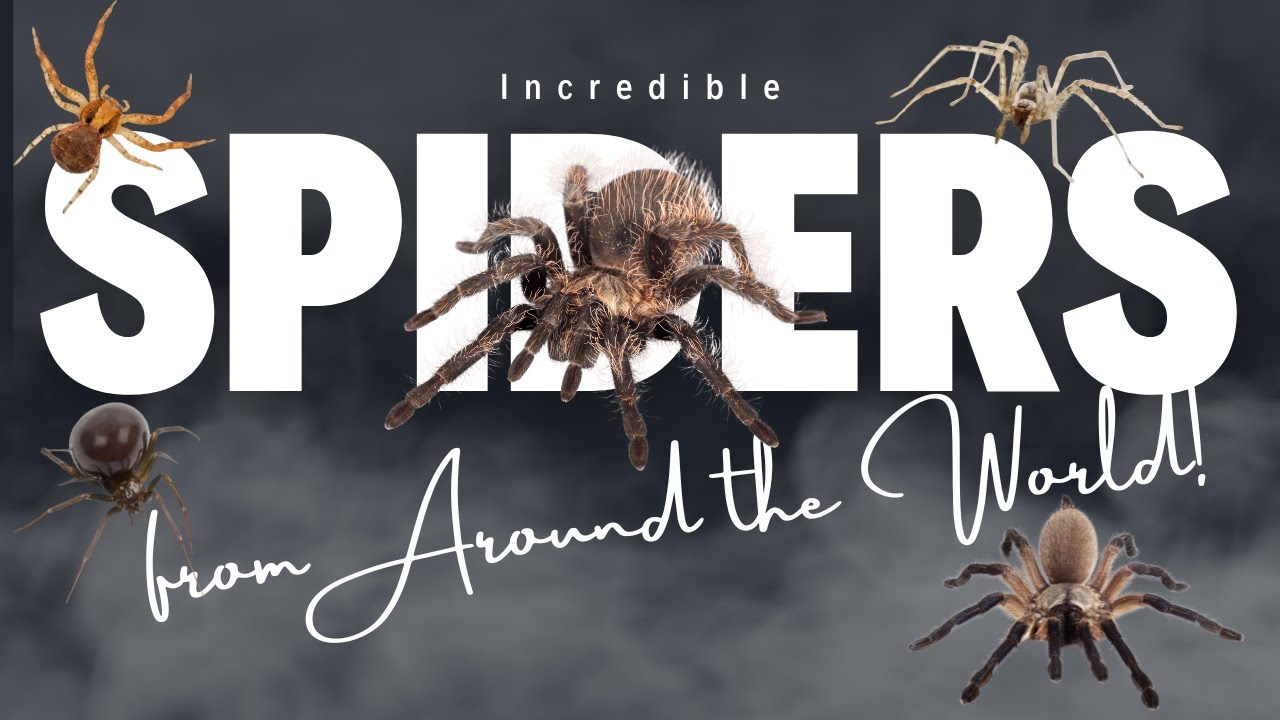 Incredible Spiders from Around the World! - YouTube