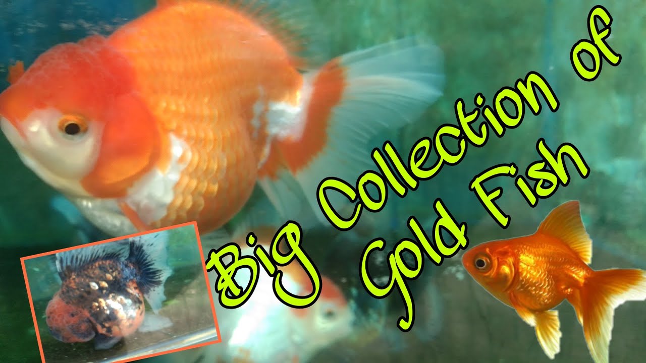 COLLECTION OF BIG GOLD FISH🐠 - YouTube