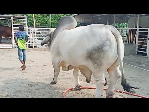 Two biggest brahman bull loading Sadeeq Agro 2023 | Huge gray brahman ...